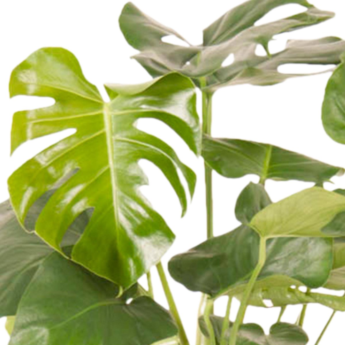 Monstera mosstok 120cm ↨ 120cm - hoge kwaliteit planten | bol.com