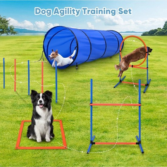 Honden Agility Set - Behendigheids training voor de hond - Slalom - Horde -... | bol
