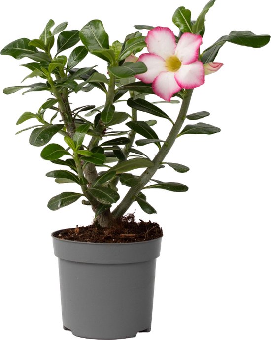 Plant in a Box - Adenium Obesum Pink Star - Roze Woestijnroos ...