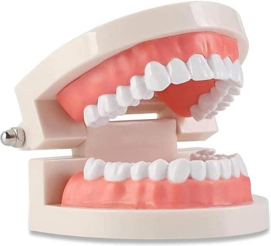 Dental Demonstration Model Tooth Model - Anatomical Teeth Model for ...