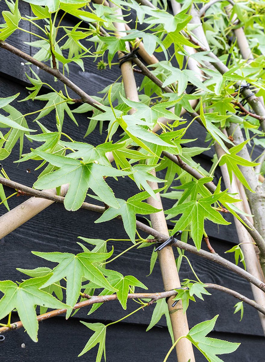 Amberboom als leiboom | Lei-Liquidambar styraciflua Worplesdon | Stamomtrek: 6-8 cm |... | bol