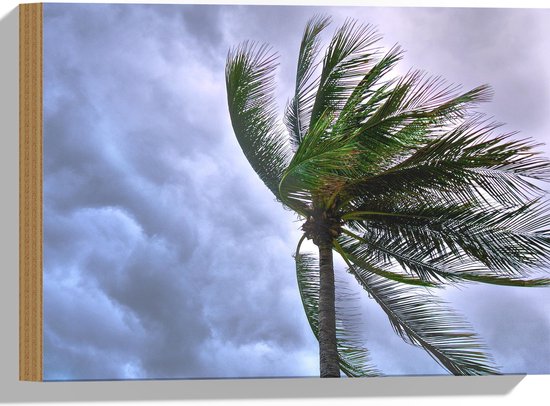 WallClassics - Hout - Palmboom in Harde Wind - 40x30 cm - 12 mm dik ...