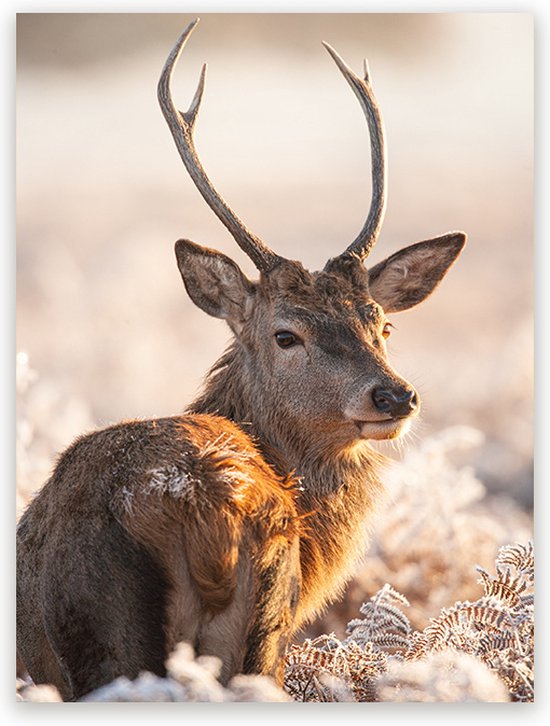 Canvas Schilderij Winter Hert | bol