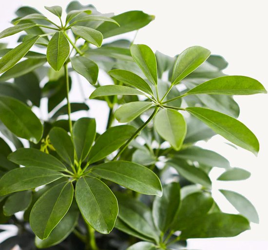 Schefflera gold capella 3pp hydrocultuur plant | bol.com