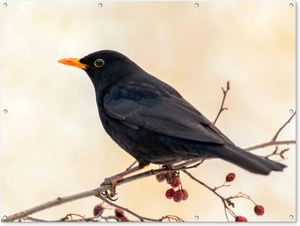 Décoration murale extérieure Merle - Vogel - Branches - Baie - Rouge ...