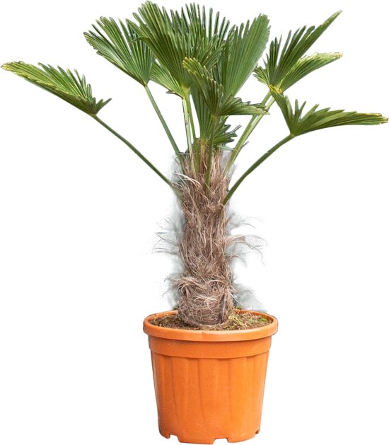 2 stuks! Wagner palm 15 cm stamhoogte Trachycarpus Wagenrianus 55 c ...
