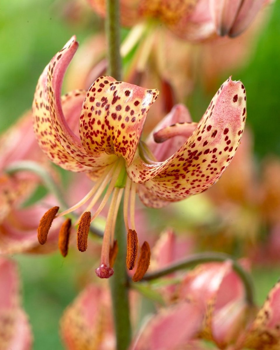 Lelies - bloembollen - Lilium Martagon Peppard Gold - | bol.com