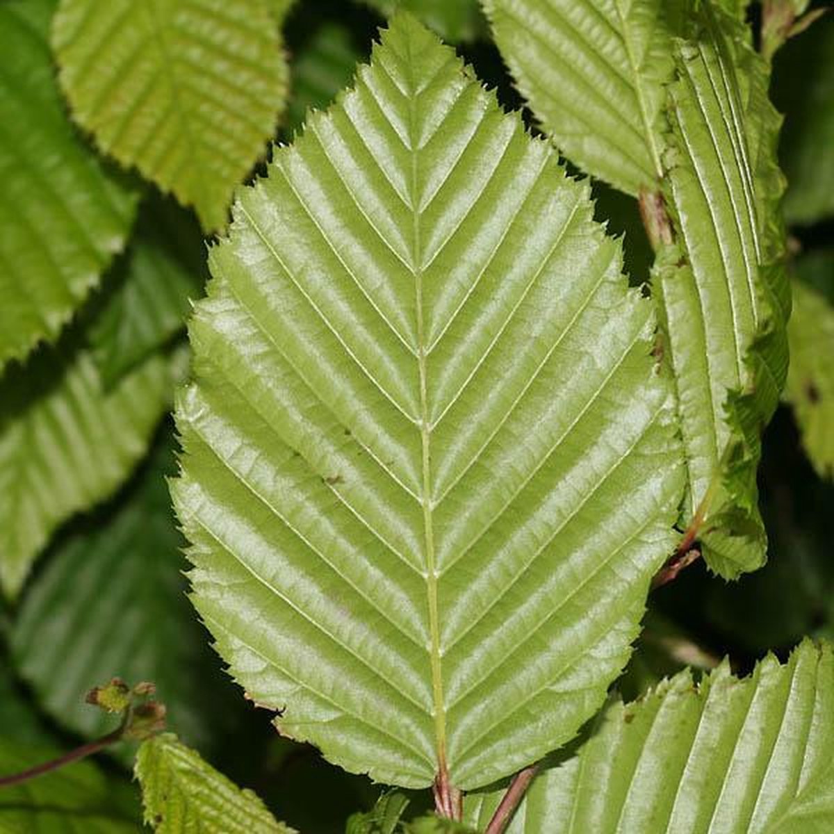 CARPINUS BETULUS - Haagbeuk - stamomtrek 14-16 cm kluit | bol