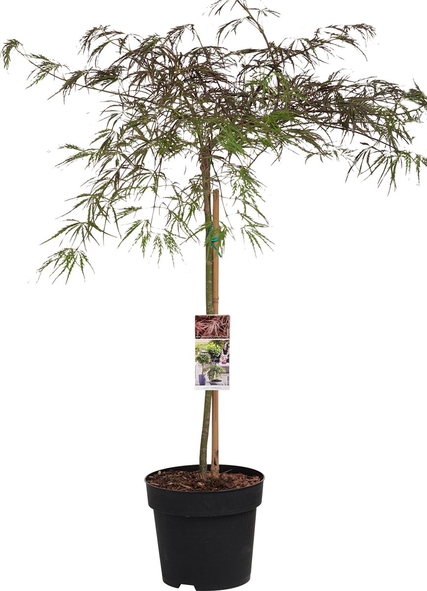 Japanse esdoorn op stam - Acer Palmatum Crimson Queen - 85 cm | bol.com