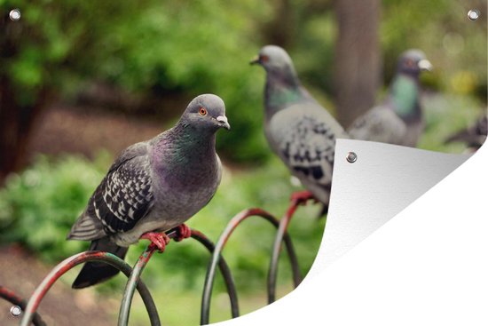 Pigeons perchés sur une clôture dans un parc affiche de jardin 60x40 cm ...