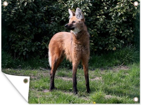 Muurdecoratie buiten Een Manenwolf in een groene omgeving - 160x120 cm | bol.com