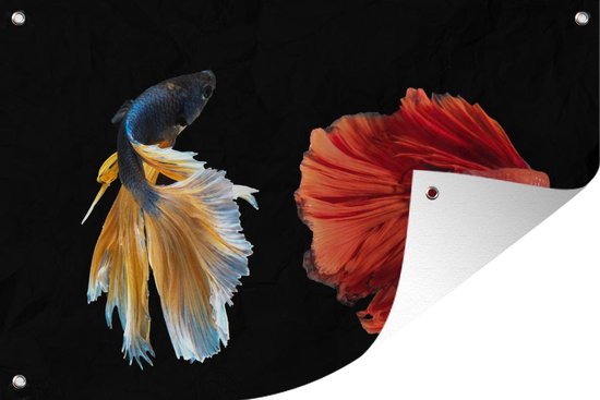 Affiche de jardin de poissons de combat siamois aux couleurs vives ...