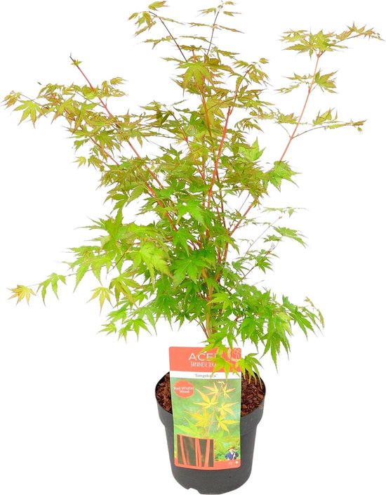 Acer palmatum 'Sangokaku' - Japanse Esdoorn - Rode stam - ↑ 50-60cm - Ø ...