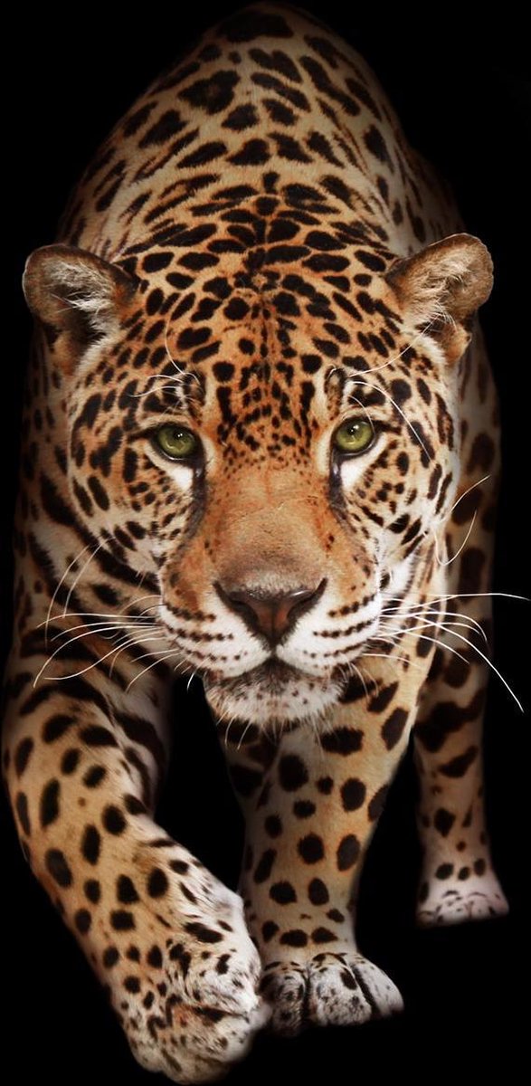 Panter op Acrylglas - WallCatcher | Staand 80 x 120 cm | Wild Panther ...