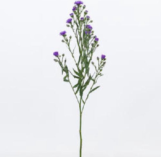 DutchFlowers - Boeket - 25x Aster astee dark milka 60cm | bol
