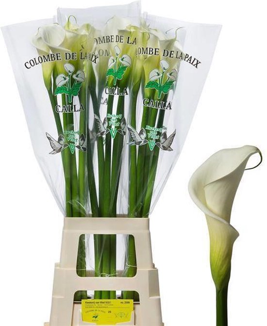 DutchFlowers - Boeket - 5x Calla colombe de la paix 80cm | bol
