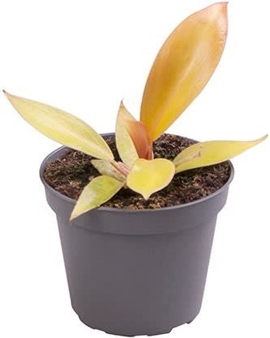 Goed & Groen - Philodendron Prince of Orange - ↨ 10cm - Potmaat 6 ...