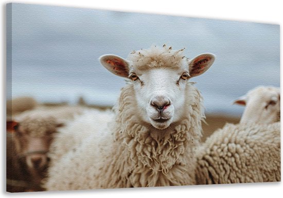 Schaap portret - Dieren schilderijen - Schilderijen canvas Schapen ...
