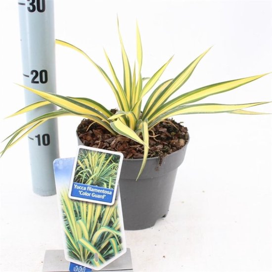 Yucca filamentosa 'Color Guard' - 2 liter pot - 20-30 cm | bol
