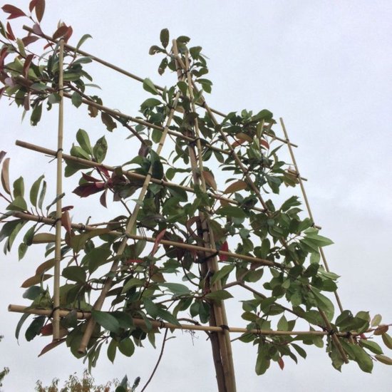 Glansmispel leiboom 180 cm | Photinia fraseri 'Red Robin' 4-8 cm 180 cm| Bomenbezorgd.nl | bol
