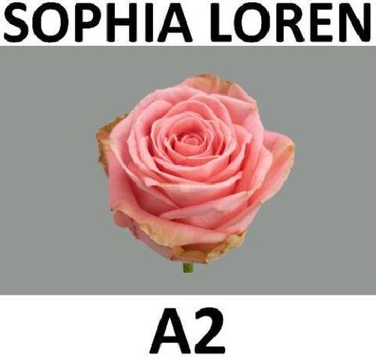 DutchFlowers - Boeket - 10x Rosa sophia loren 40cm | bol