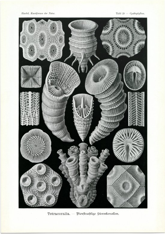 Cyathophyllum - Tetracoralla (Kunstformen der Natur), Ernst Haeckel ...