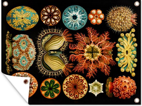 Tuinposter - Dieren - Kunst - Zeedier - Ernst Haeckel - Tuin - 120x90 ...