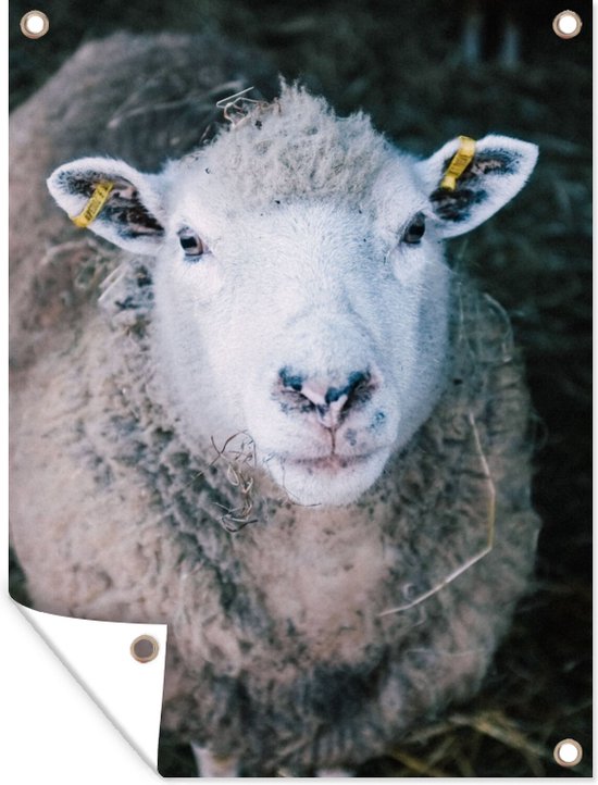 Tuin decoratie Schaap - Dieren - Vee - 30x40 cm | bol.com