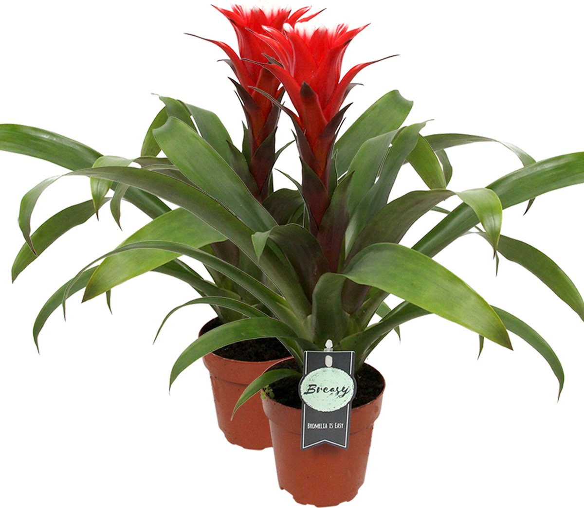 Breasy® - Broméliacées Guzmania Hope rouge 2 pièces - Tube broméliacées ...