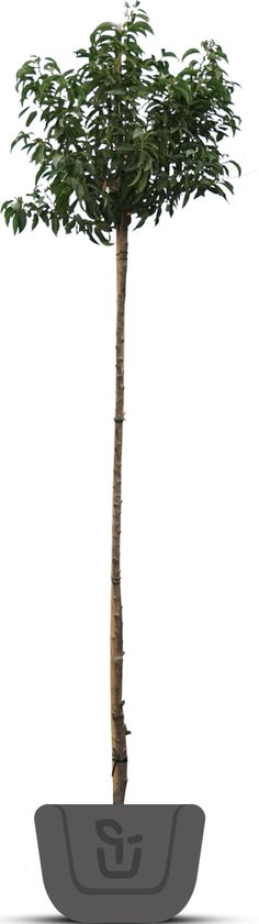 Dwerg sering | Syringa meyeri Flowerfesta White | Stamhoogte: 90 cm | bol