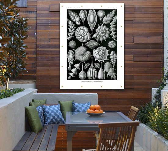 Lagena - Thalamophora (Formes d'art de la nature), Ernst Haeckel ...