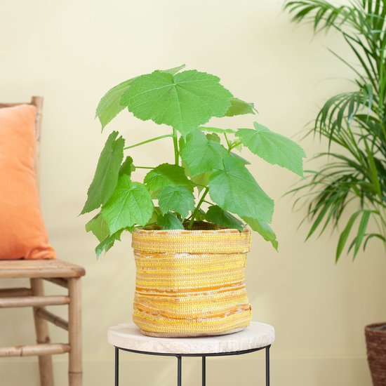 Plantje.nl - Sparmannia Africana - Kamerlinde - P17 - Woonkamerplanten ...