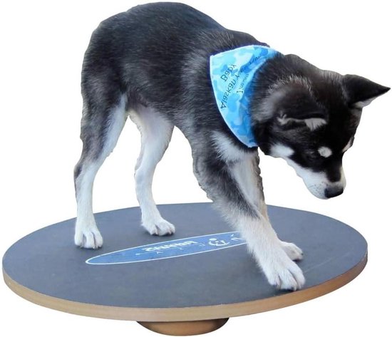 FitPAWS Balance Board for Dogs 50 cm - Improve Canine Fitness and ...