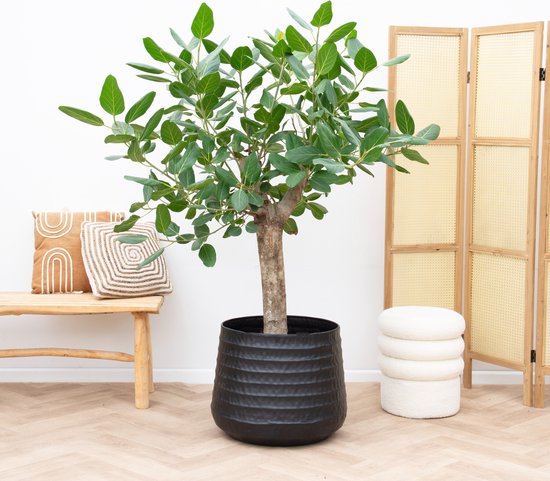 Ficus Benghalensis Audrey Bonsai stam - 160cm | bol