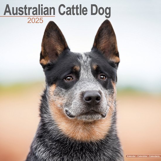 Australian Cattle Dog Kalender 2025 | bol
