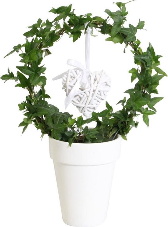 Green is® - Hedera Boog Helix aka Ivy - plante d'intérieur ...