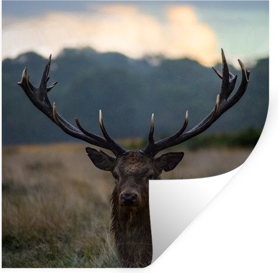 Muurstickers - Sticker Folie - Hert - Weiland - Gewei - 100x100 cm ...