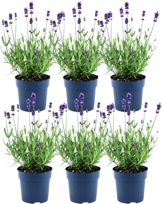 Plants by Frank - Lavandula angustifolia Felice® Ø12 cm ↨25 cm - Set ...