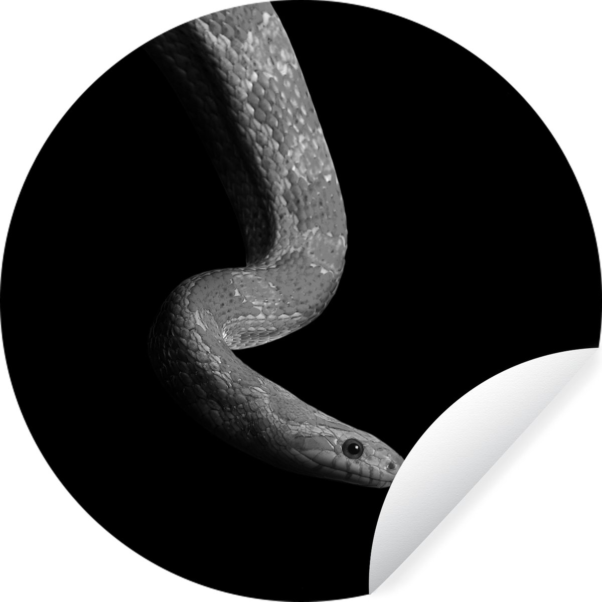 Behangcirkel - Zelfklevend behang - Dieren - Slang - Zwart - Wit - 80x80 cm -... | bol