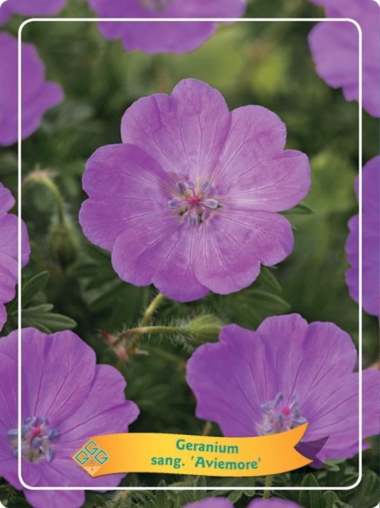 Set van 3 | Geranium sanguineum 'Aviemore' - 0.7 liter pot | bol