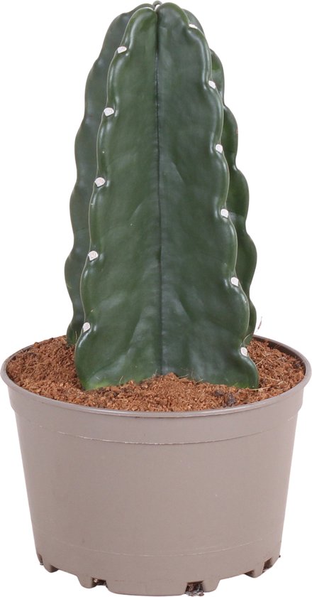 Plant in a Box - Cereus jamacaru - Cactus Cuddly - Cactus zonder ...