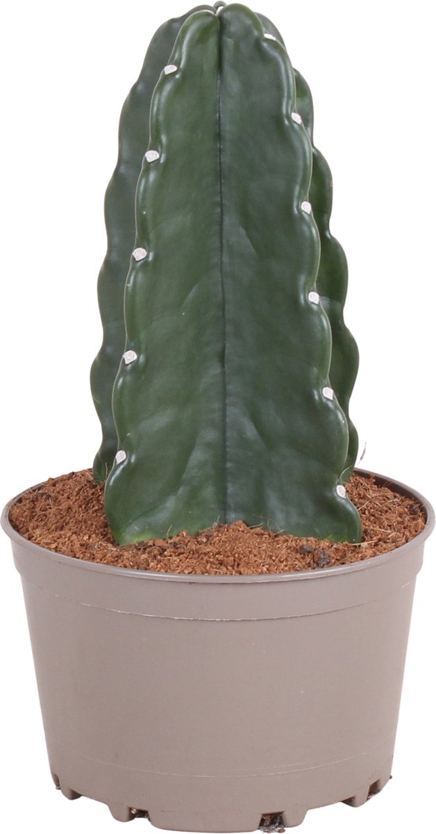 Plant in a Box - Cereus jamacaru - Cactus "Cuddly" - Cactus zonder ...