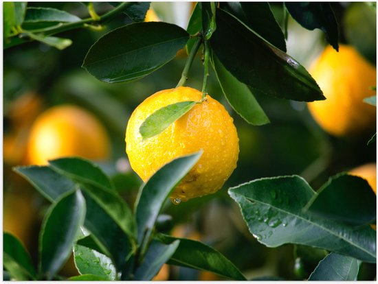 WallClassics - Poster (Mat) - Gele Vruchten aan Plant - 80x60 cm Foto ...