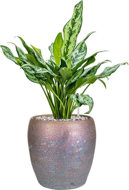 Plant in Pot Aglaonema Miss Julliete 55 cm kamerplant in Amora Luster ...