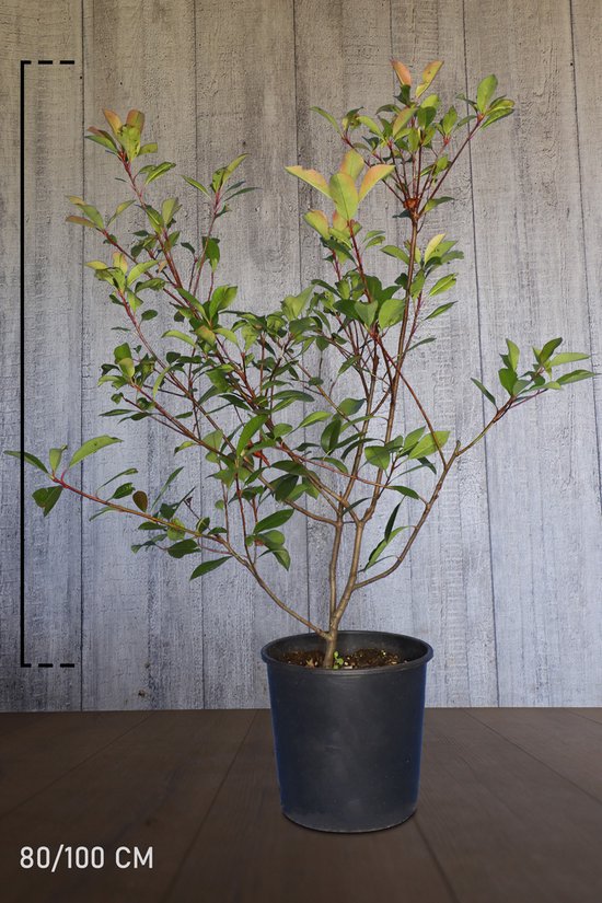 Plants Online - Haagplanten - Heesters - Glansmispel 'Red Robin' - Pot ...