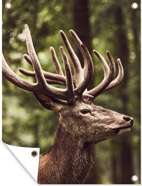 Tuin decoratie Hert - Natuur - Gewei - Bos - Dieren - 30x40 cm | bol.com