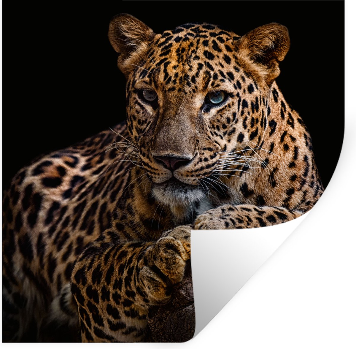 Muurstickers - Sticker Folie - Wilde dieren - Panter - Portret - Zwart - Dieren -... | bol.com