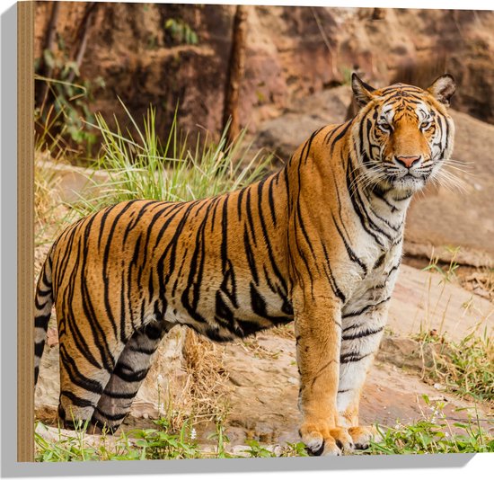 WallClassics - Hout - Starende Tijger - 50x50 cm - 12 mm dik - Foto op Hout (Met... | bol