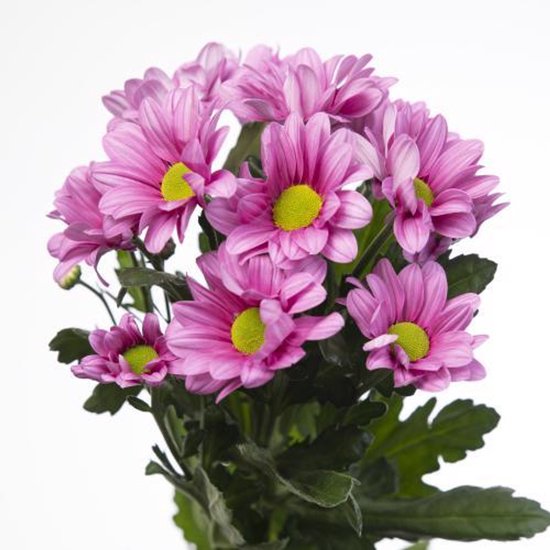 10x Chrysant ballerina's 70cm | bol