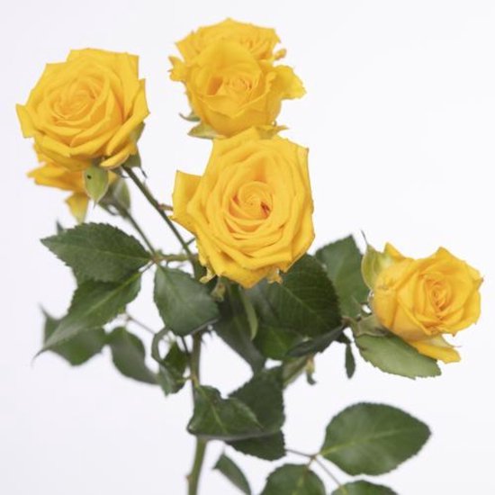 10x Rosa tarantella 50cm | bol